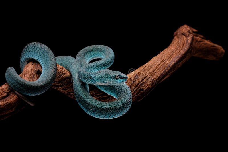 A Venomous Blue Viper is Perching on a Tree Branch in the Forest Stock ...