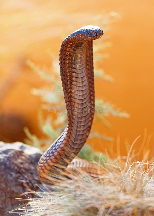 Venomous Cobra on Rock stock image. Image of danger, cobra - 62764411