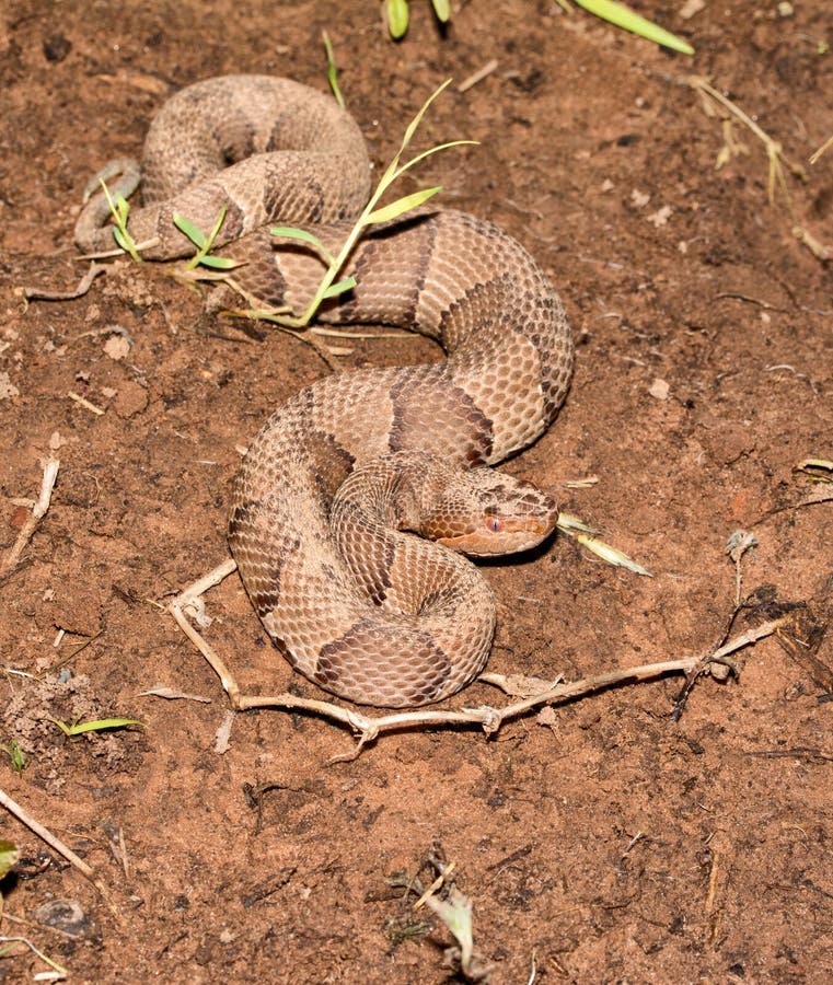 Venomous Copperhead Snake on Bare Ground Stock Photo - Image of ...