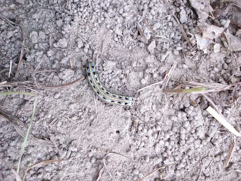 Venomous crawling insect stock image. Image of crawling - 43469329