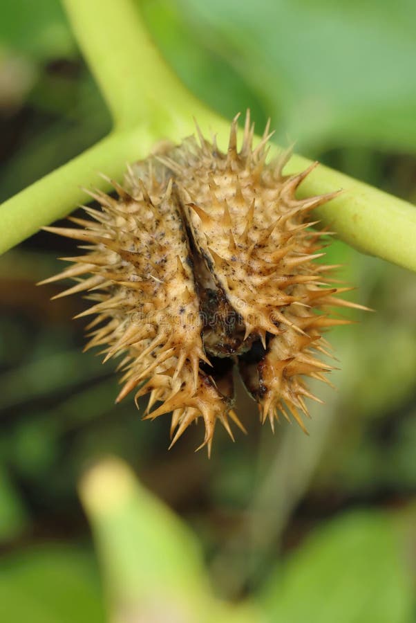 837 Devils Fruit Stock Photos - Free & Royalty-Free Stock Photos from ...