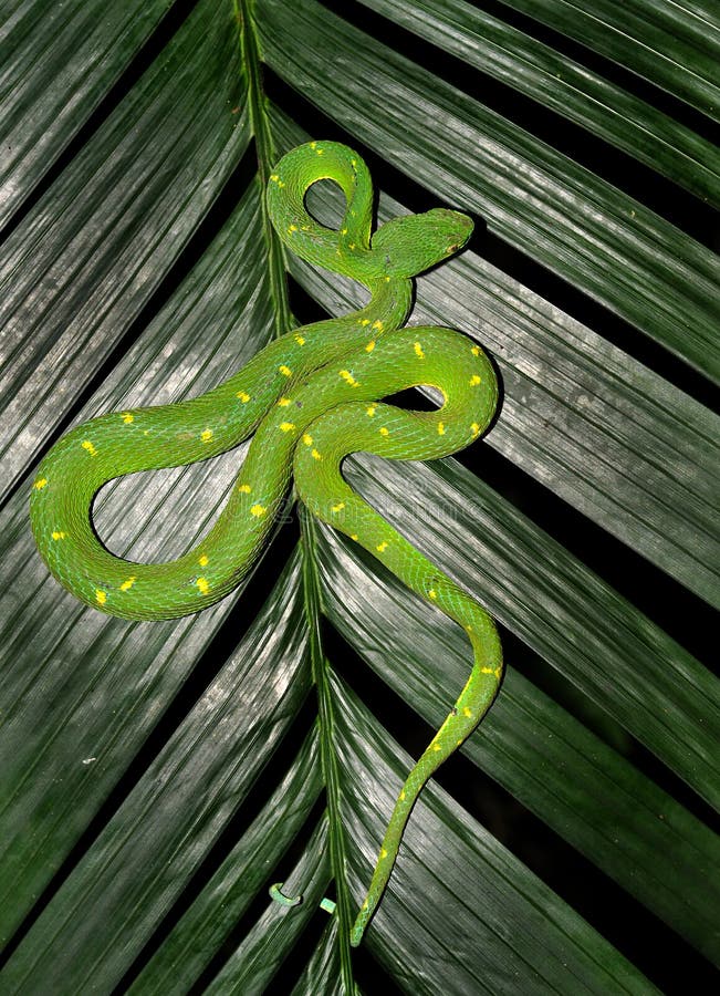 Venomous Green Tree Pit Viper, Costa Stock Photo - Image of tree ...