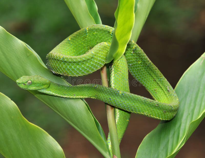 Venomous Green Tree Pit Viper , Costa Rica Stock Image - Image of costa ...