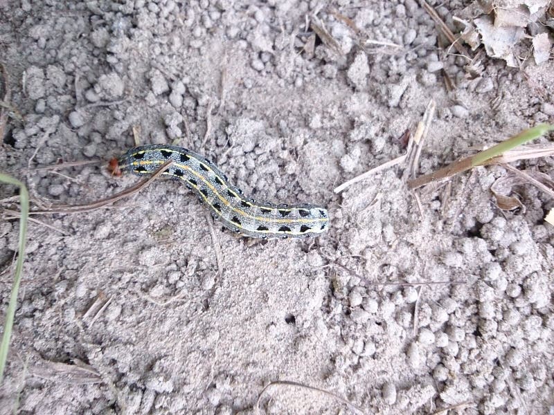 Venomous insect crawling stock photo. Image of crawling - 43469472