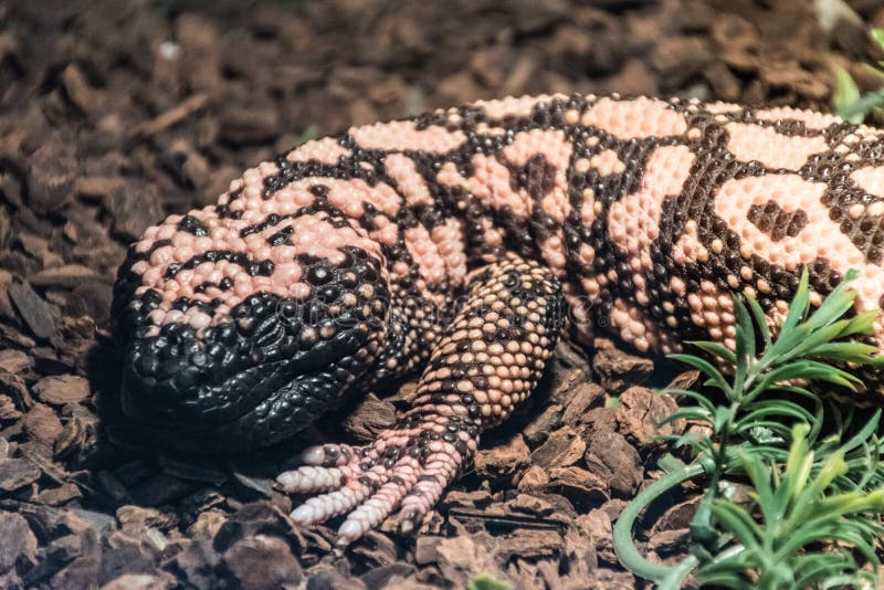 Lizard Facing Camera on Road Stock Image - Image of lizard, asia: 12437395