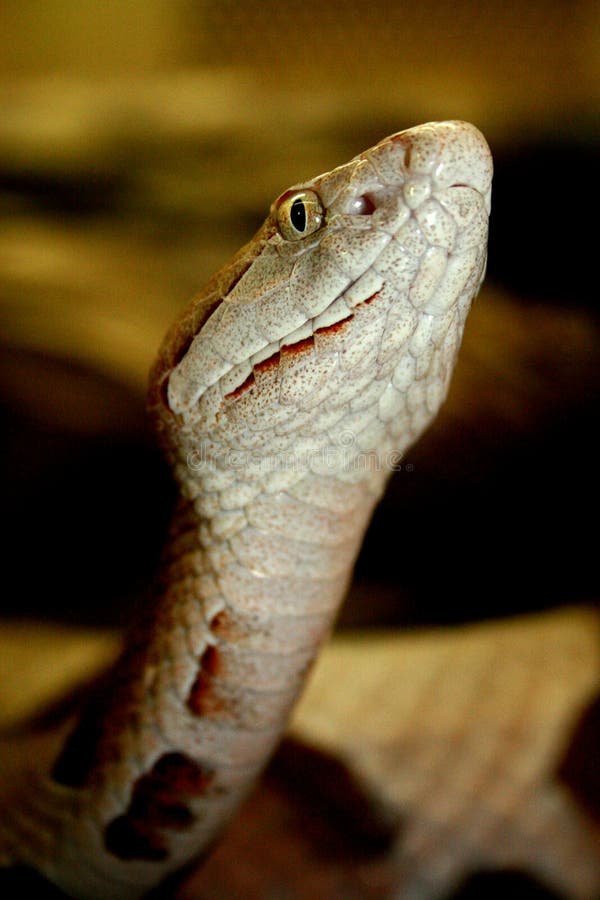 Venomous Snake Picture. Image: 2768238