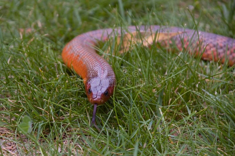 Venomous snake stock image. Image of mamba, polylepis - 6314833