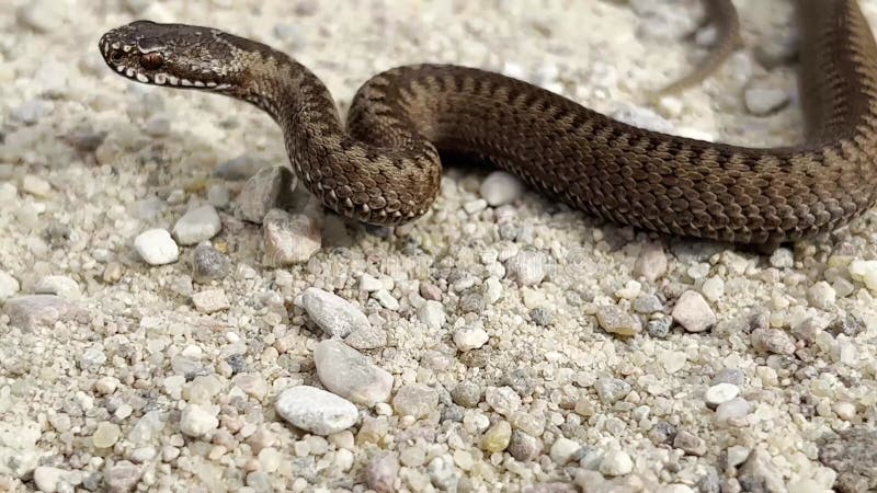 Venomous Snake Common Viper Latin Vipera Berus Crawls on the Sand ...
