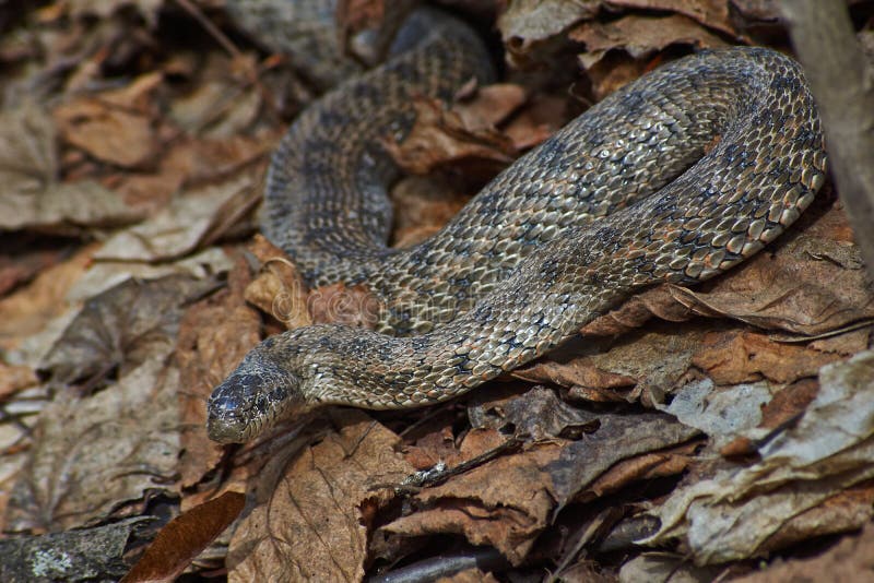 Venomous Snake Steppe Viper. Stock Photo - Image of hungry, area: 70333504