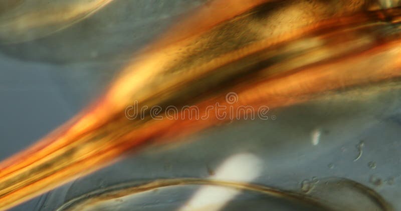 Venomous Sting of the Honey Bee Stock Video - Video of chitin, research ...