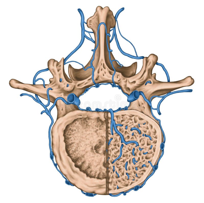 Venous Plexuses of the Vertebral Canal Stock Illustration ... Venous Plexuses of the Vertebral Canal Stock Illustration ...