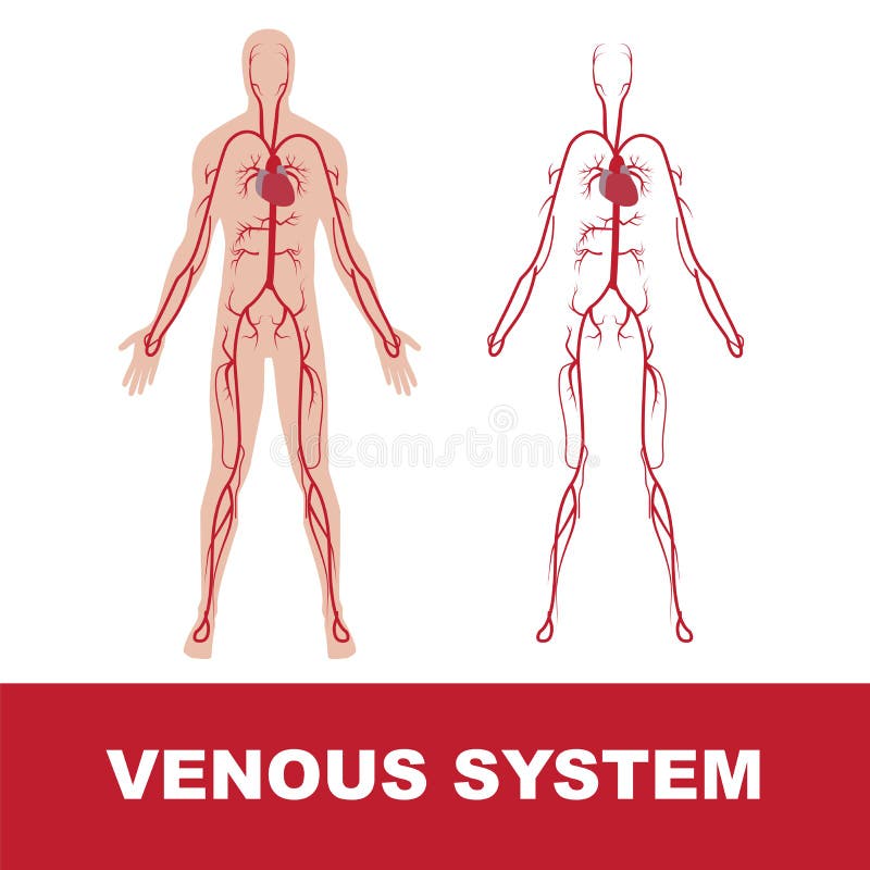 Human venous system stock vector. Illustration of system - 12971512