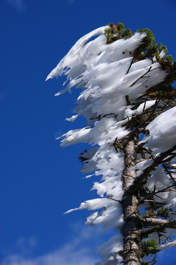 Vent froid. image stock. Image du bleu, phénomène, arbre - 22182051