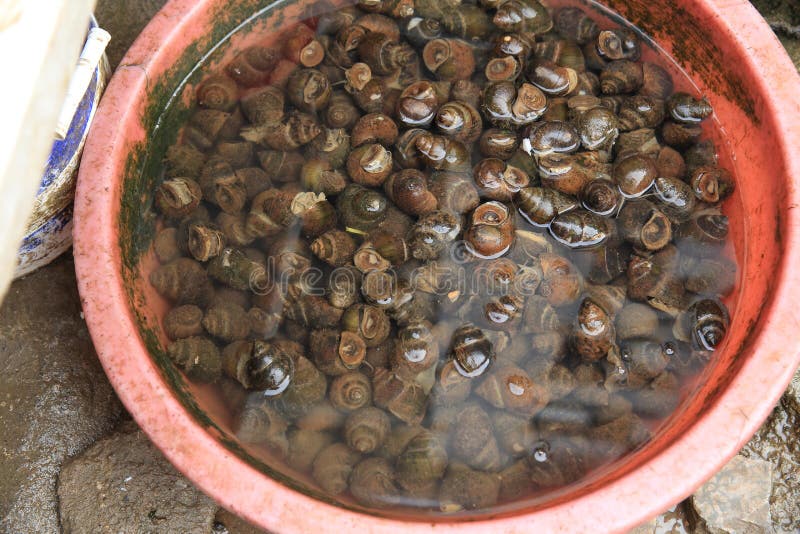 Caracol del río imagen de archivo. Imagen de caracol - 20947447