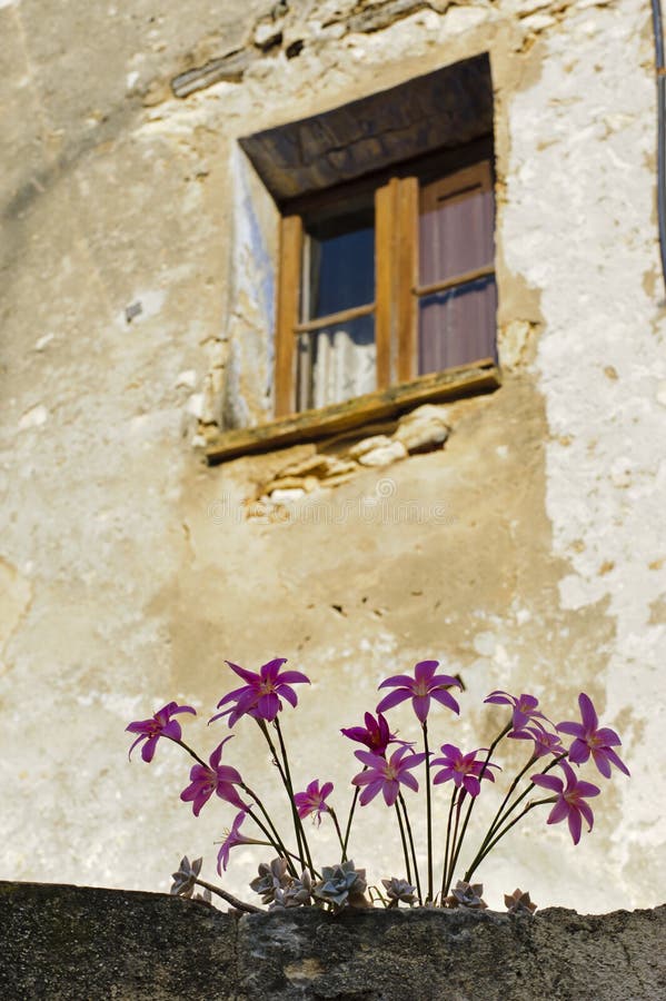 Ventana Con Las Flores En La Pared Imagen de archivo - Imagen de fondo ...