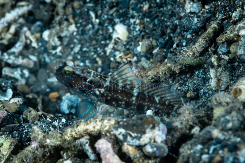 Ventral-barred Shrimpgoby Cryptocentrus Sericus Stock Image - Image of ...