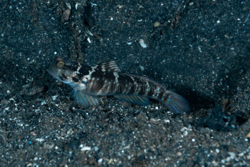 Ventral-barred Shrimpgoby Cryptocentrus Sericus Stock Photo - Image of ...