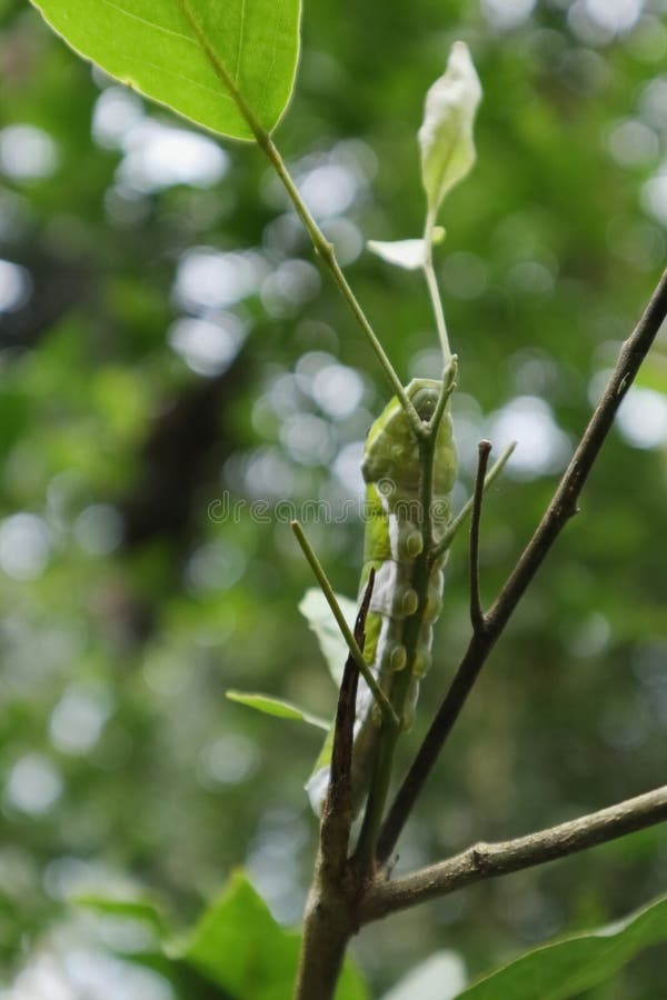 Ventral View of a Blue Mormon Caterpillar on an Elevated Small Twig ...