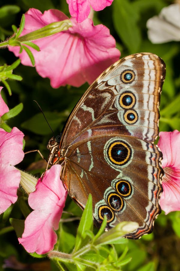 Bllue Morpho Butterfly stock image. Image of butterfly - 29960981