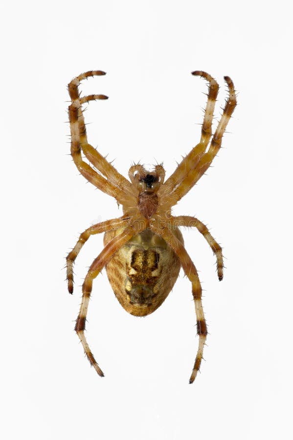 Ventral View of Isolated Wild Spider Stock Photo - Image of insect ...