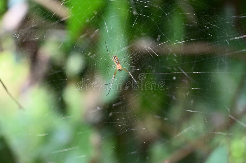 Side View Spider Its Web Stock Photos - Free & Royalty-Free Stock ...