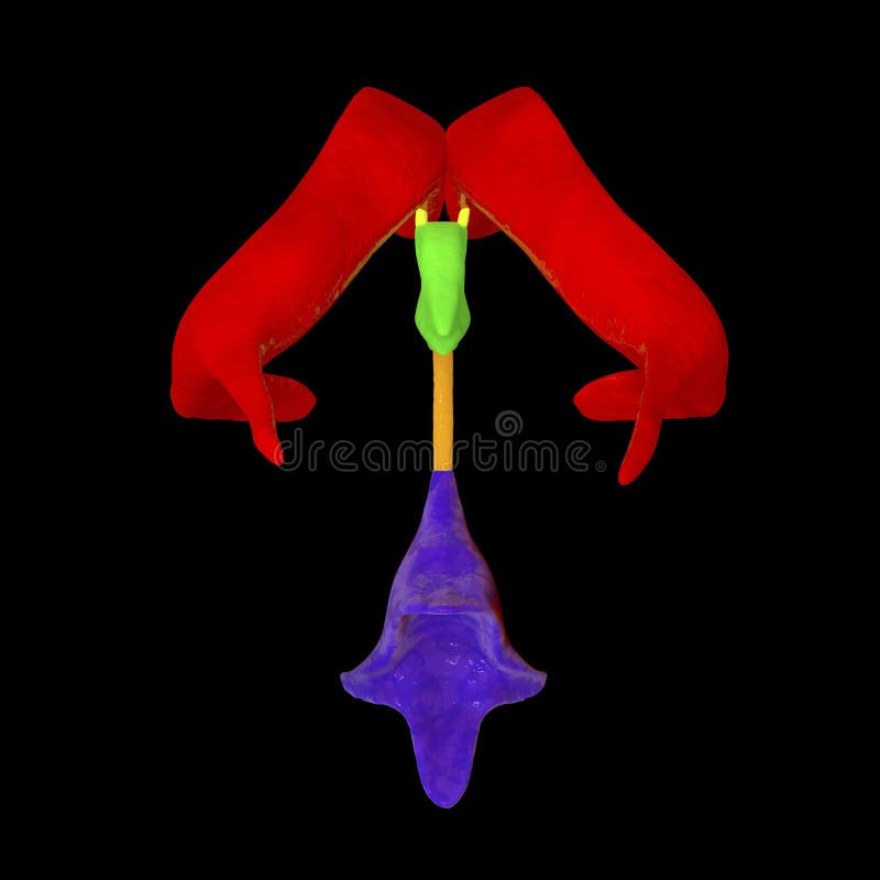 Ventricular System of Brain, 3D Illustration Stock Illustration ...