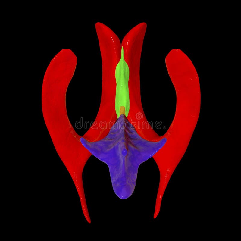 Ventricular System of Brain, 3D Illustration Stock Illustration ...