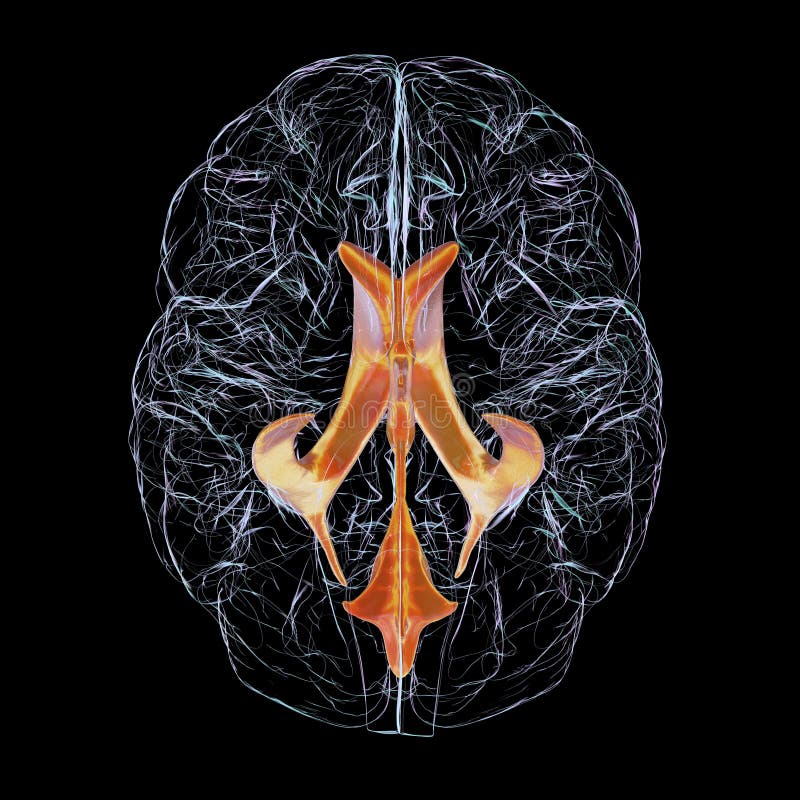 Ventricular System of Brain, 3D Illustration Stock Illustration ...