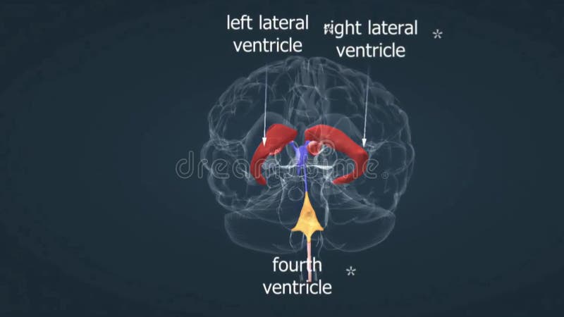 The Ventricular System of Brain Stock Footage - Video of absorption ...