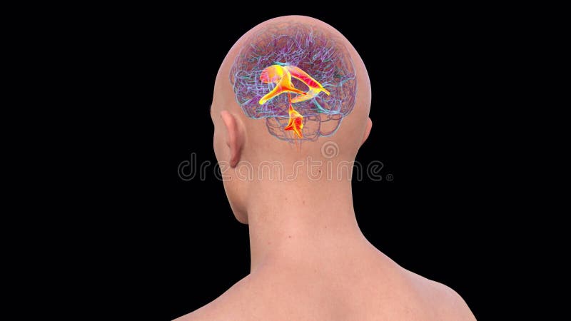 Ventricular System of the Brain, 3D Animation Stock Video - Video of ...