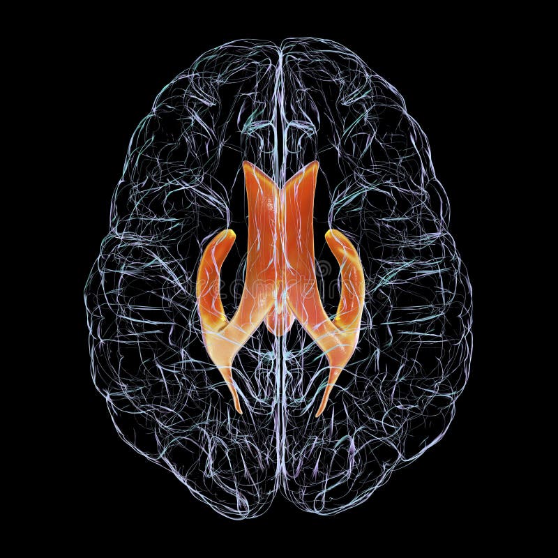 Ventricular System of Brain, 3D Illustration Stock Illustration ...
