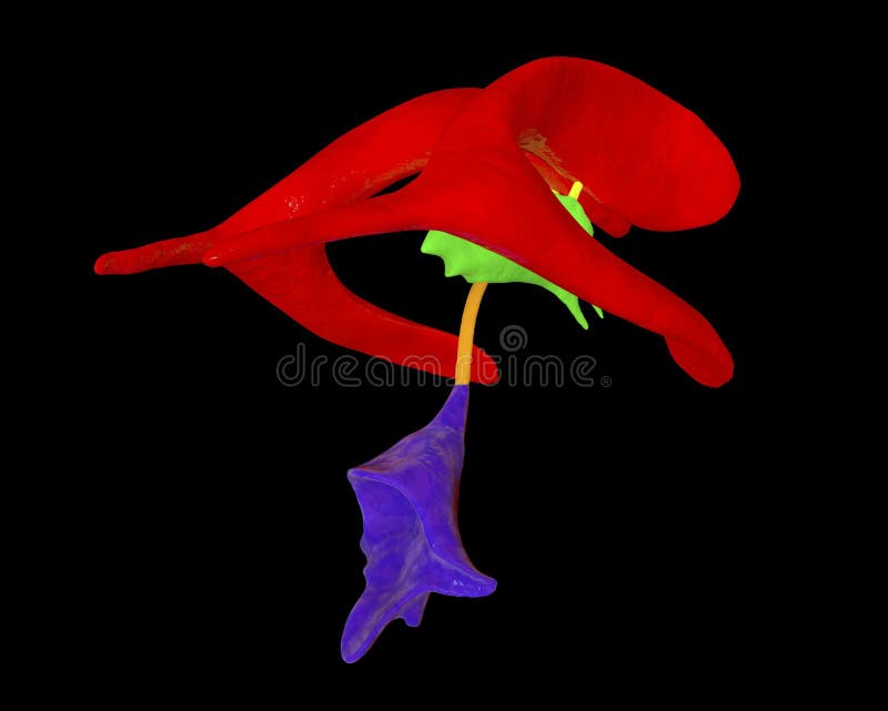 Ventricular System of Brain, 3D Illustration Stock Illustration ...