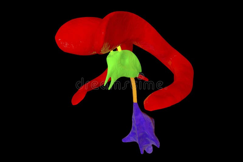 Ventricular System of Brain, 3D Illustration Stock Illustration ...