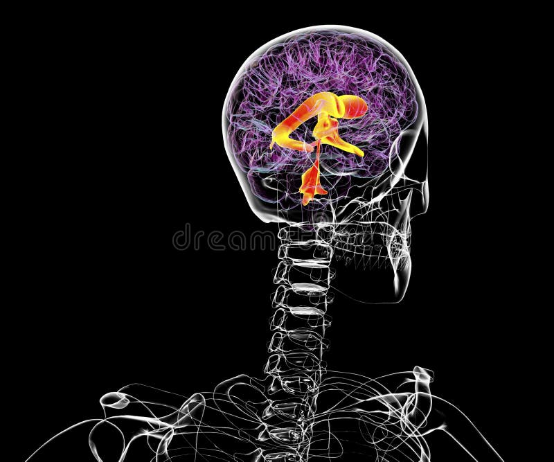 Ventricular System of the Brain, 3D Illustration Stock Illustration ...