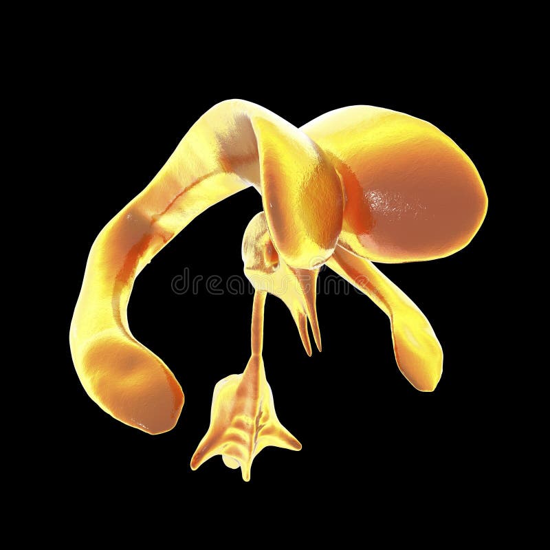 Ventricular System of Brain, 3D Illustration Stock Illustration ...