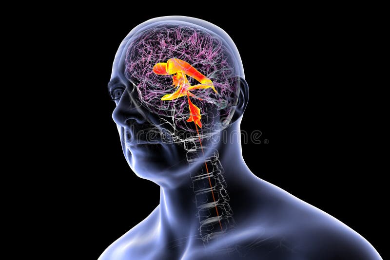 Ventricular System of the Brain, 3D Illustration Stock Illustration ...