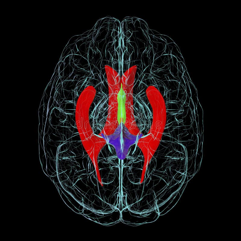 Ventricular System of Brain, 3D Illustration Stock Illustration ...