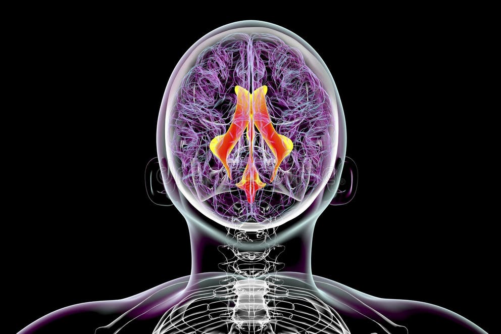 Ventricular System of the Brain, 3D Illustration Stock Illustration ...