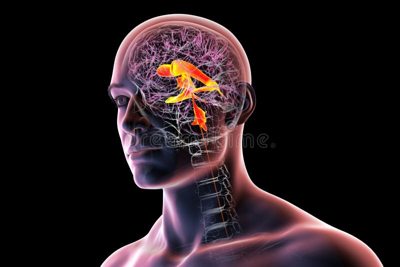 Ventricular System of the Brain, 3D Illustration Stock Illustration ...