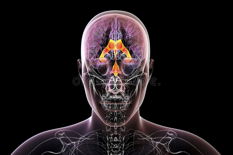 Ventricular System of the Brain, 3D Illustration Stock Illustration ...