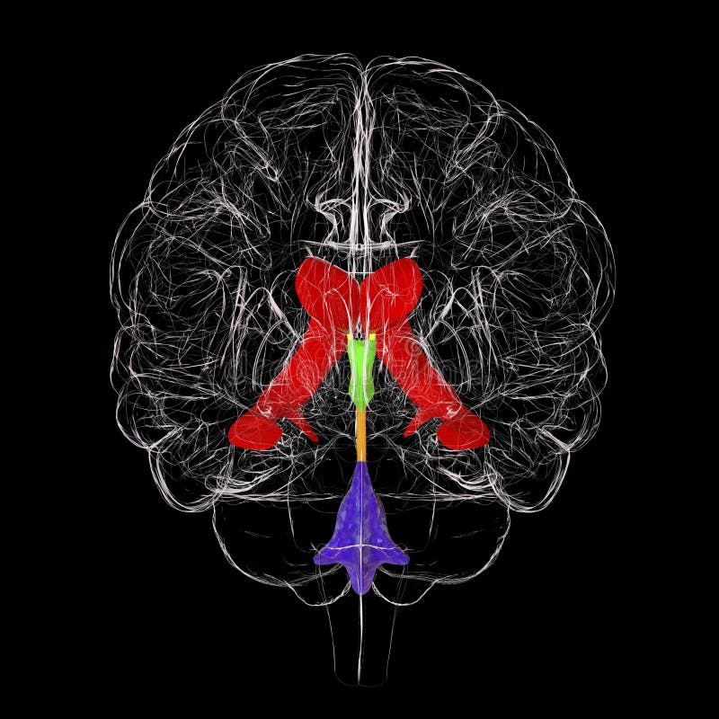 Ventricular System of Brain, 3D Illustration Stock Illustration ...