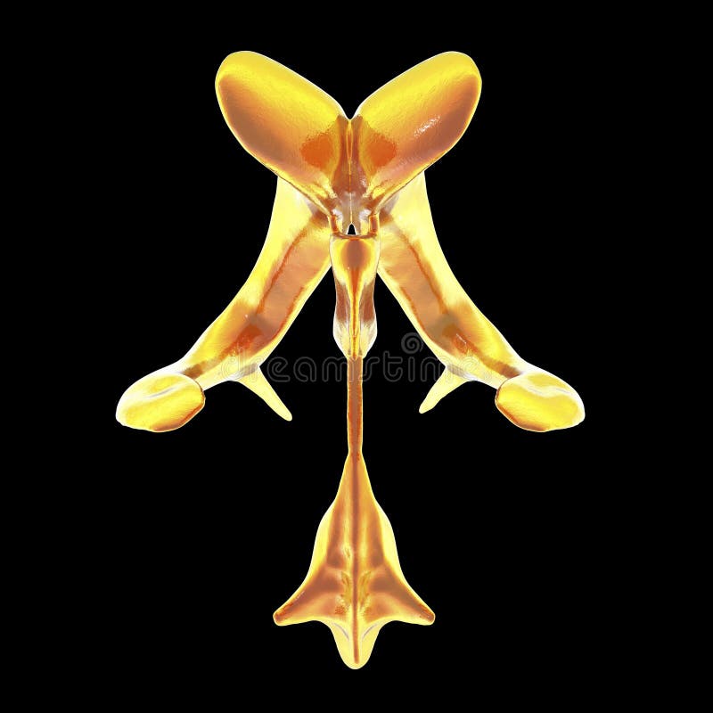 Ventricular System of Brain, 3D Illustration Stock Illustration ...