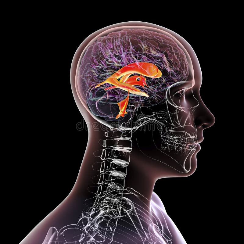 Ventricular System of the Brain, 3D Illustration Stock Illustration ...