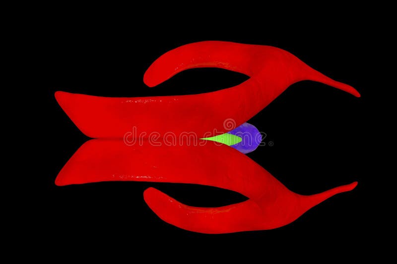 Ventricular System of Brain, 3D Illustration Stock Illustration ...