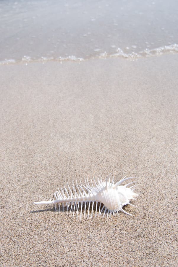 Venus comb murex stock image. Image of scenery, white - 22873777