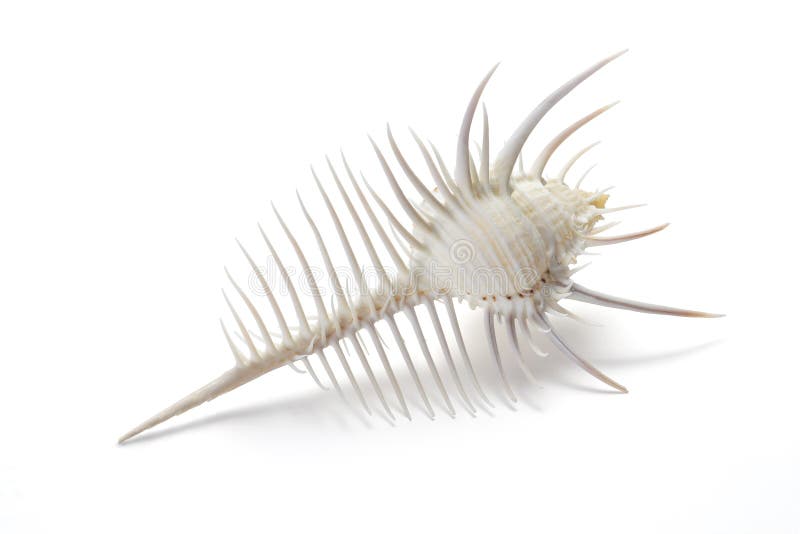 Starfish in the Beach Sand with Copy or Text Space Stock Image - Image ...