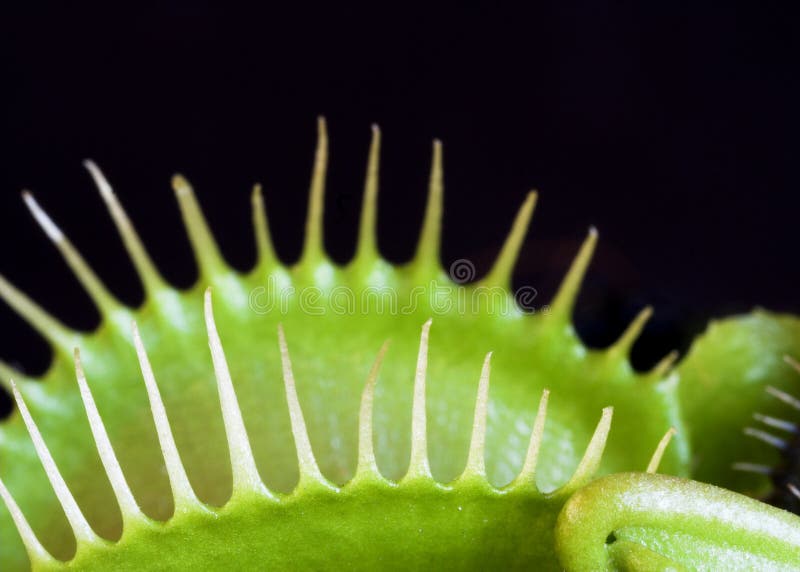 Venus Fly Trap stock image. Image of leaf, trap, plant - 2800425