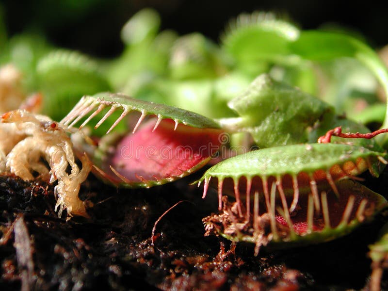 Venus Flytrap Eating A Snake