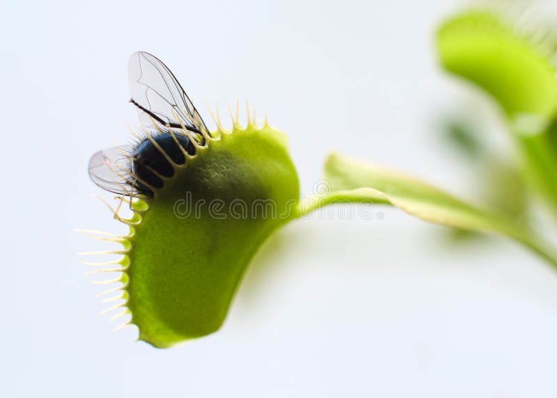 148 Blue Light Fly Trap Stock Photos - Free & Royalty-Free Stock Photos ...