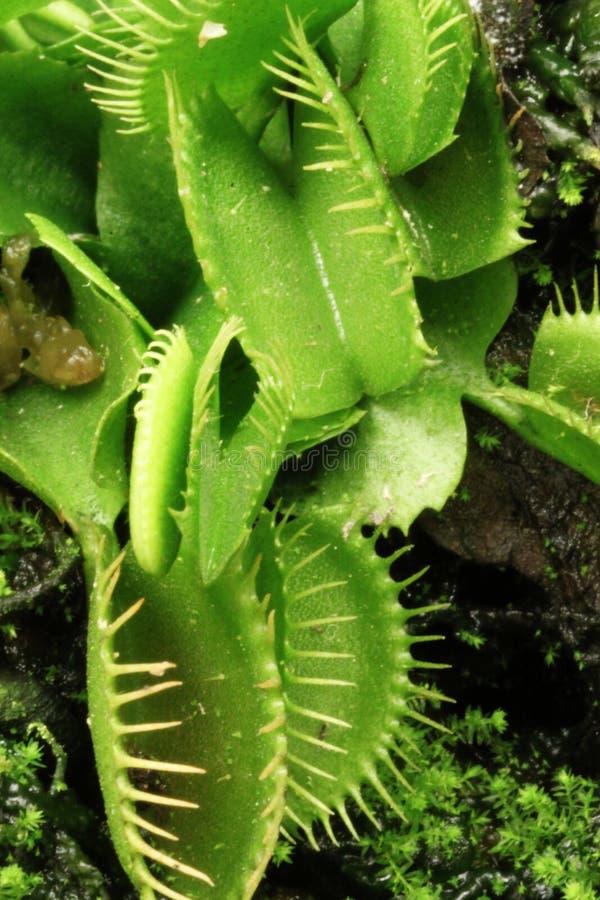 Venus Fly Trap stock photo. Image of plant, trap, dionaea - 959676